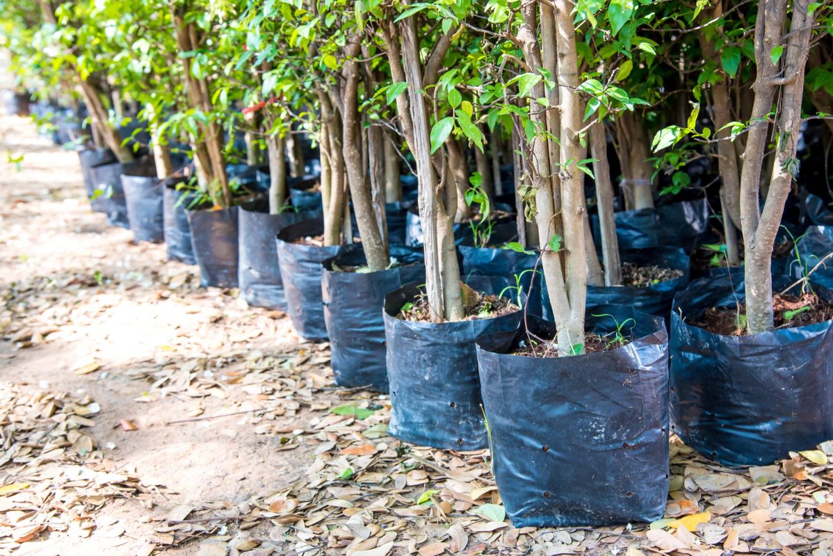 Tree Program Overview